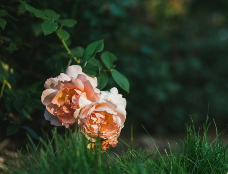 15 Filosofi Bunga Mawar Lambang Cinta dan Kebahagiaan