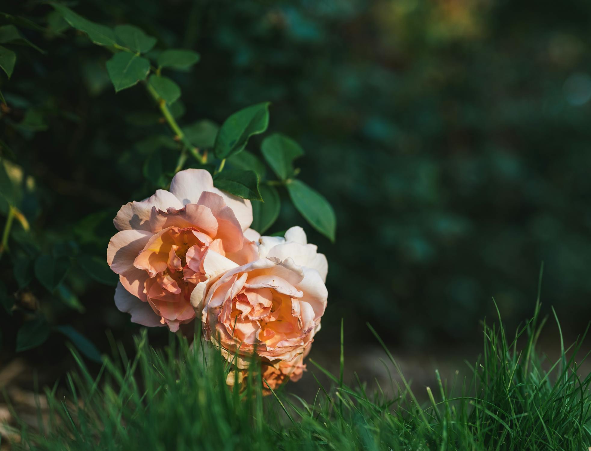 15 Filosofi Bunga Mawar Lambang Cinta dan Kebahagiaan
