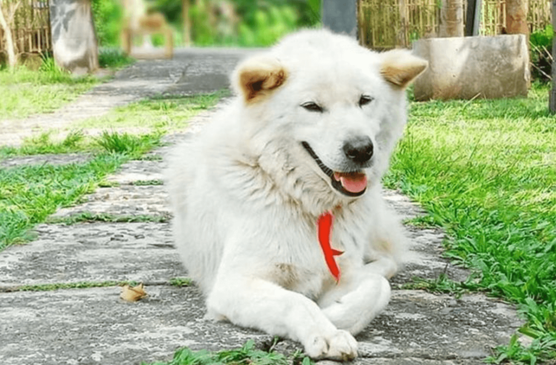 Mengenal Anjing Kintamani, Ciri-Ciri dan Fakta Uniknya