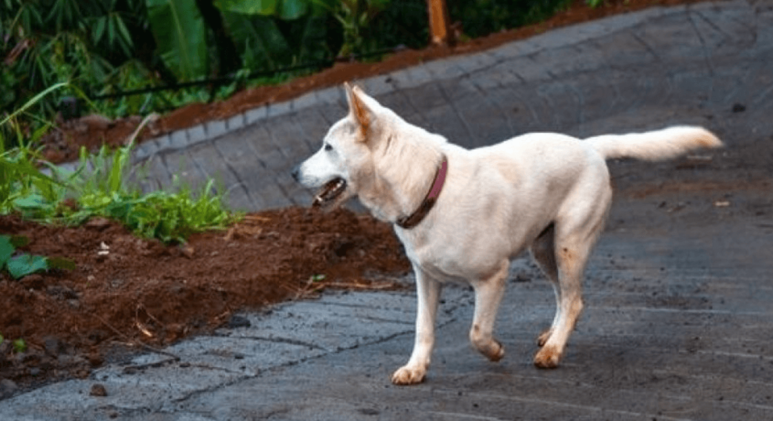 Mengenal Anjing Kintamani, Ciri-Ciri dan Fakta Uniknya
