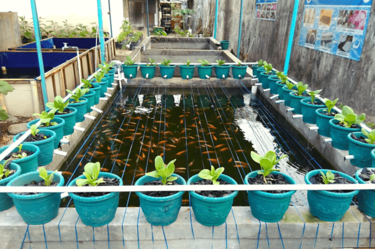 Mengenal Akuaponik, Pengertian, Komponen, dan Manfaatnya