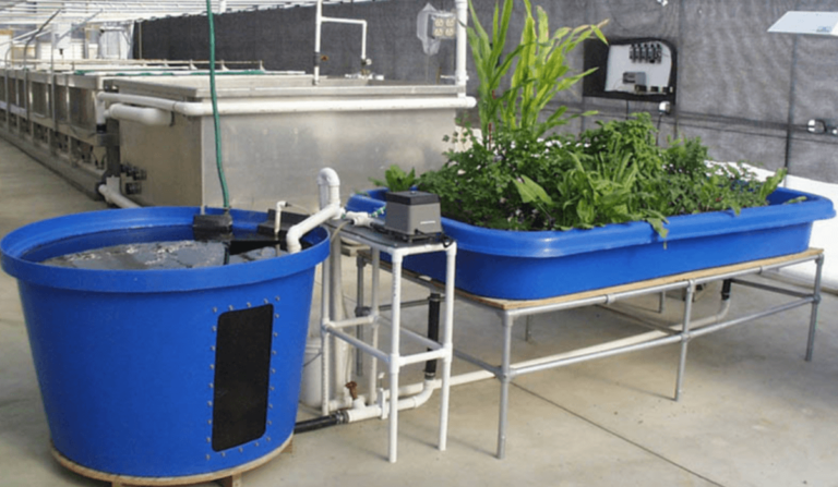 Mengenal Akuaponik, Pengertian, Komponen, dan Manfaatnya