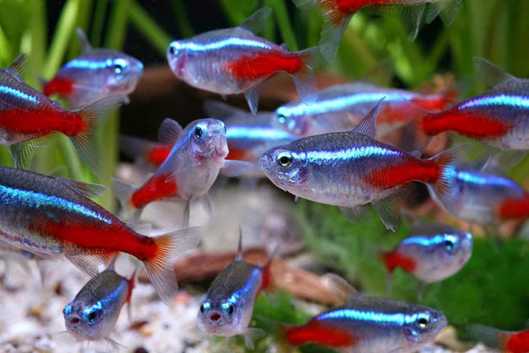 20 Jenis Ikan Hias Kecil Warna-Warni dan Tips Merawatnya