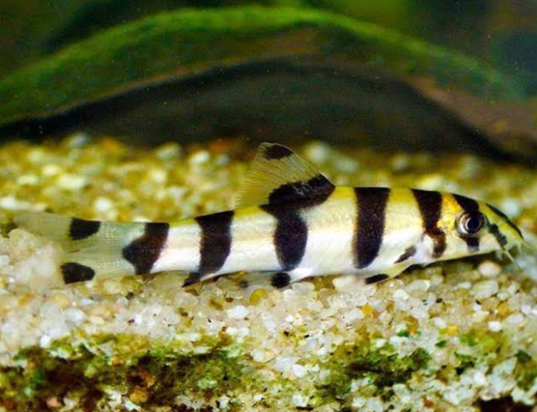 Ikan Nemo Air Tawar ini Bisa Kamu Pelihara di Aquarium, Simak Perawatannya