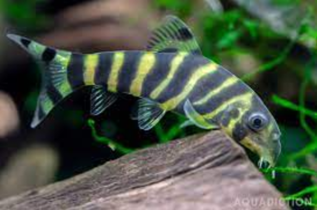 Ikan Nemo Air Tawar ini Bisa Kamu Pelihara di Aquarium, Simak Perawatannya