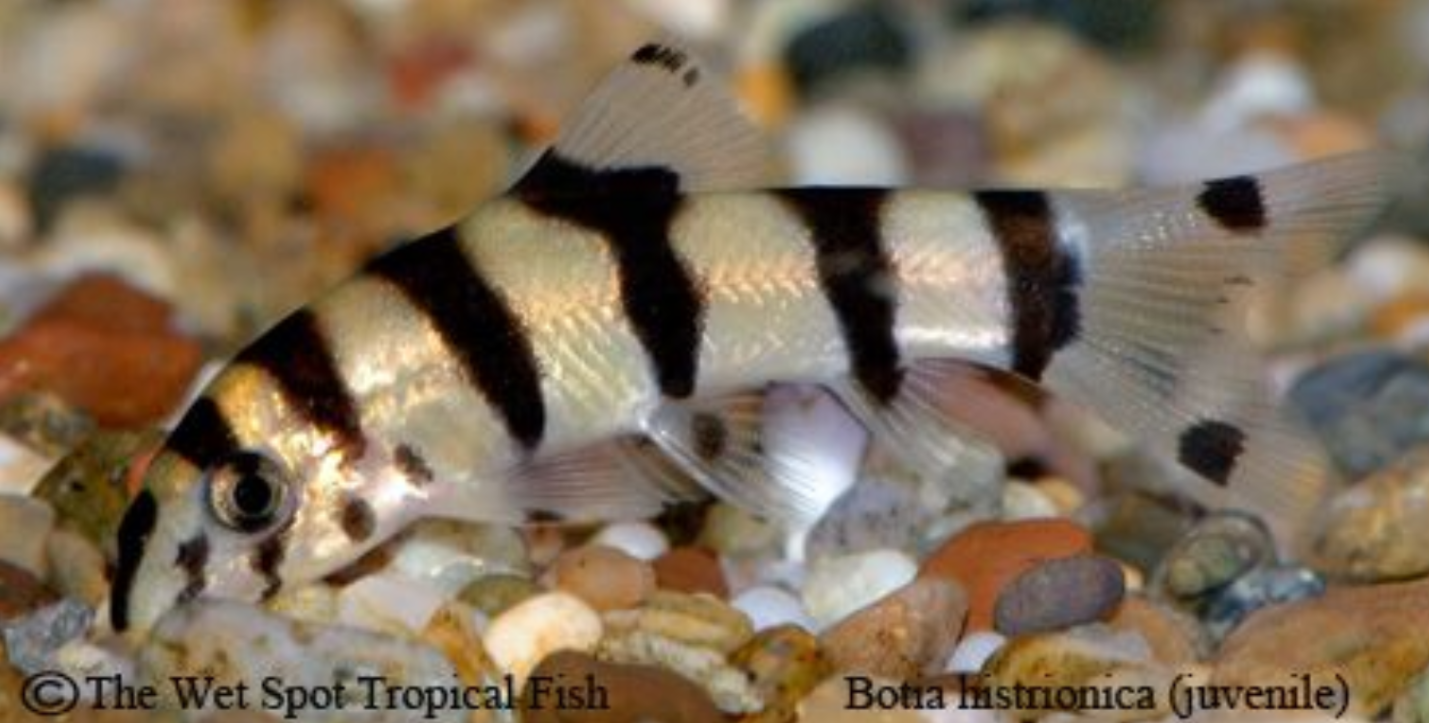 Ikan Nemo Air Tawar ini Bisa Kamu Pelihara di Aquarium, Simak Perawatannya