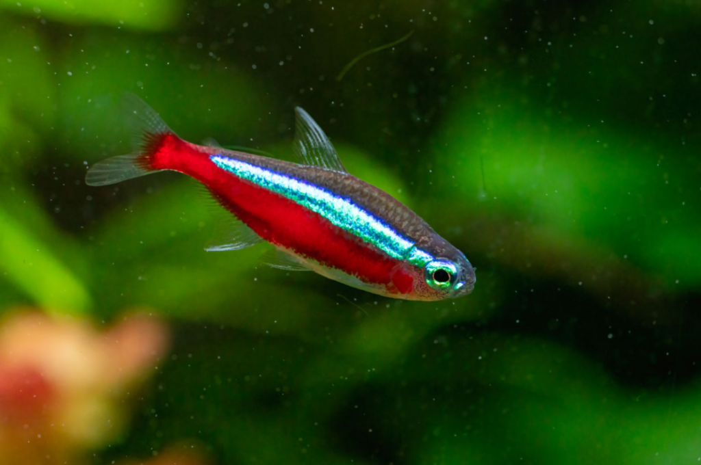 Ikan Nemo Air Tawar ini Bisa Kamu Pelihara di Aquarium, Simak Perawatannya
