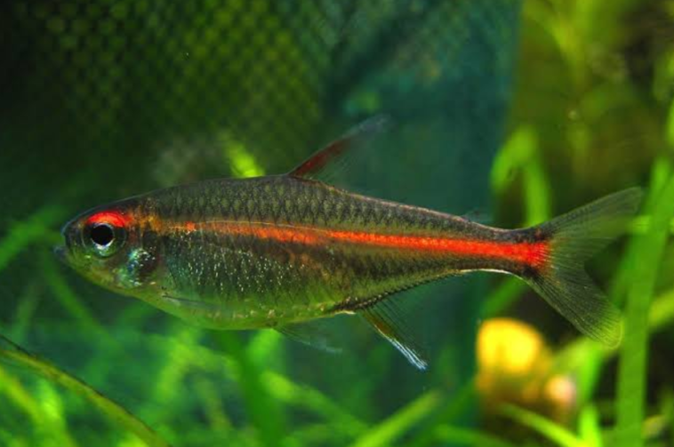 Ikan Nemo Air Tawar ini Bisa Kamu Pelihara di Aquarium, Simak Perawatannya