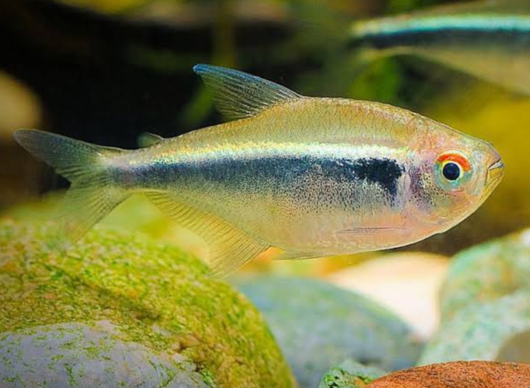 Ikan Nemo Air Tawar ini Bisa Kamu Pelihara di Aquarium, Simak Perawatannya