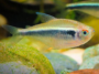 Ikan Nemo Air Tawar ini Bisa Kamu Pelihara di Aquarium, Simak Perawatannya