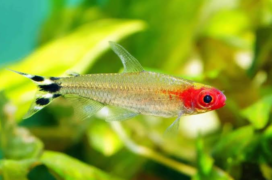 Ikan Nemo Air Tawar ini Bisa Kamu Pelihara di Aquarium, Simak Perawatannya