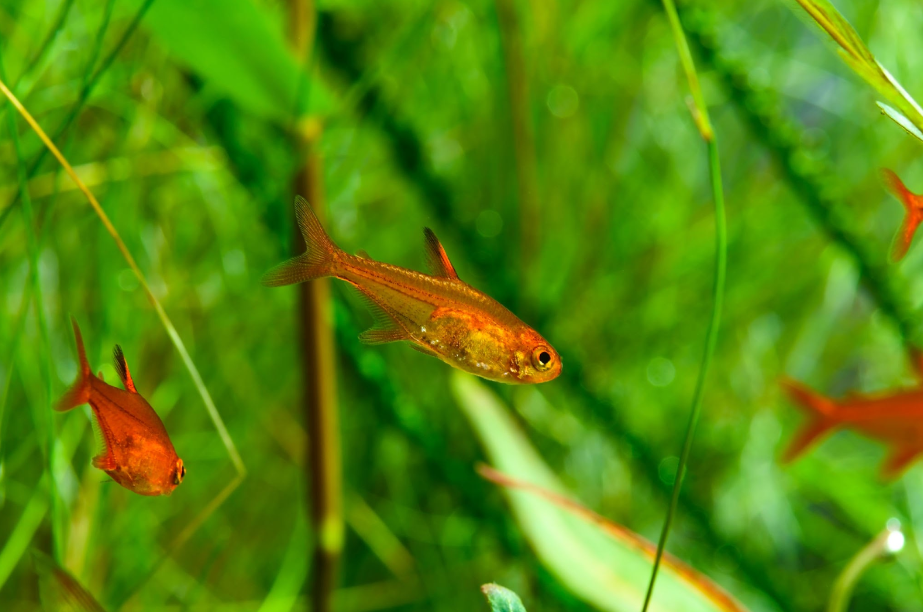 Ikan Nemo Air Tawar ini Bisa Kamu Pelihara di Aquarium, Simak Perawatannya