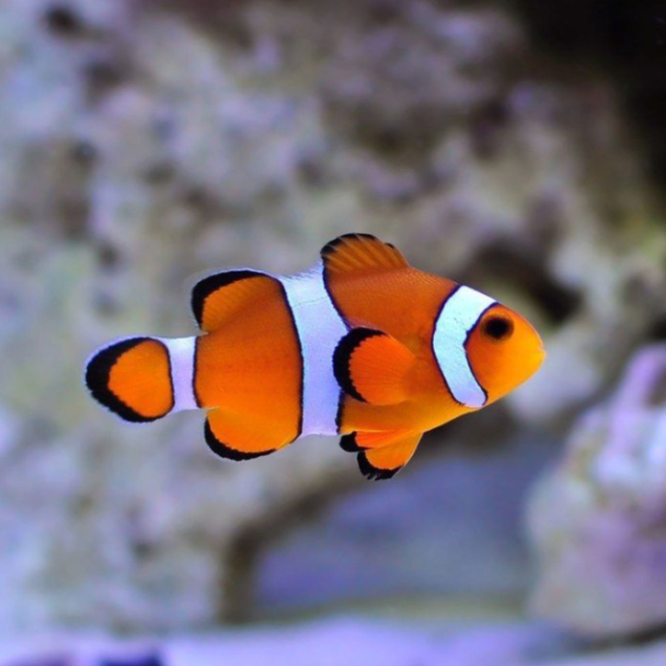 Mengenal Ikan Clownfish, Si Ikan Oranye di Film Finding Nemo