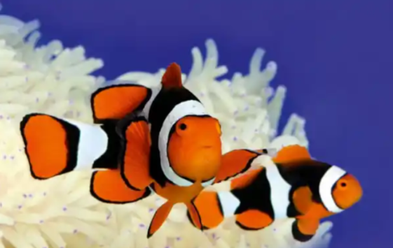 Mengenal Ikan Clownfish, Si Ikan Oranye di Film Finding Nemo