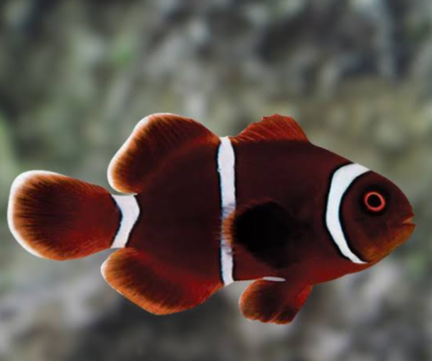 Mengenal Ikan Clownfish, Si Ikan Oranye di Film Finding Nemo