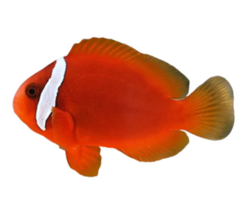 Mengenal Ikan Clownfish, Si Ikan Oranye di Film Finding Nemo