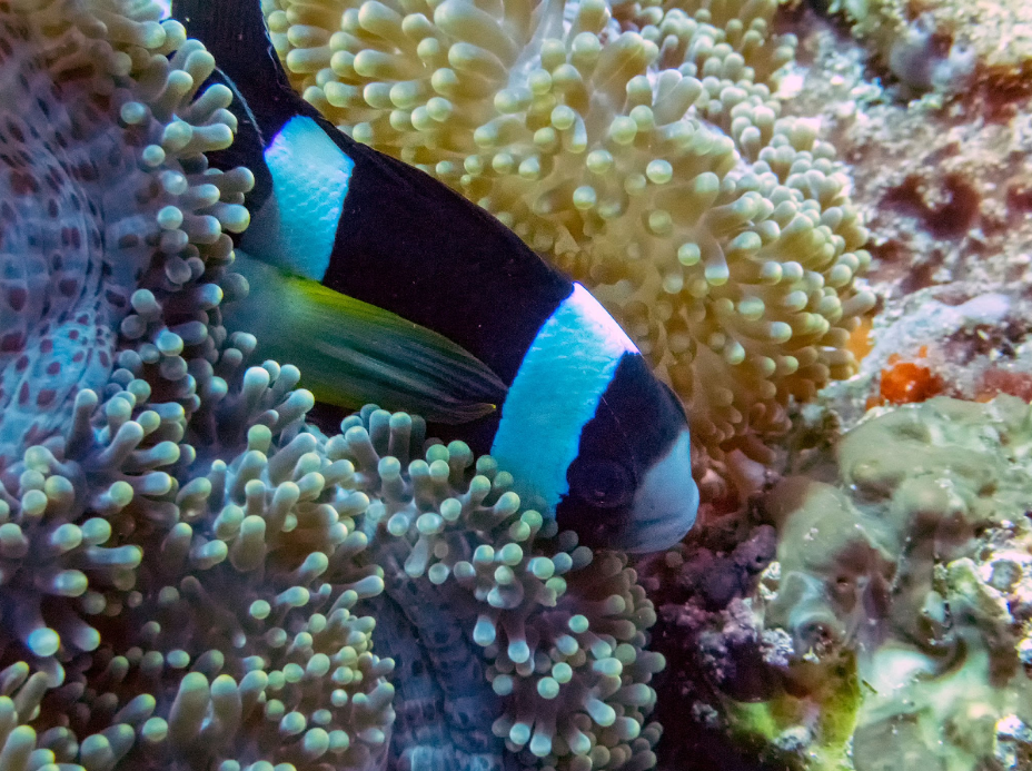 Mengenal Ikan Clownfish, Si Ikan Oranye di Film Finding Nemo