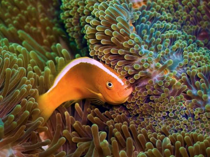 Mengenal Ikan Clownfish, Si Ikan Oranye di Film Finding Nemo