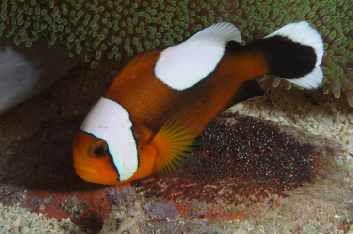 Mengenal Ikan Clownfish, Si Ikan Oranye di Film Finding Nemo