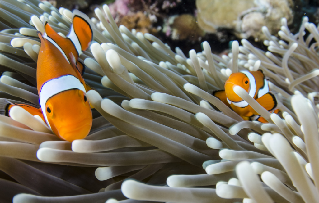 Mengenal Ikan Clownfish, Si Ikan Oranye di Film Finding Nemo