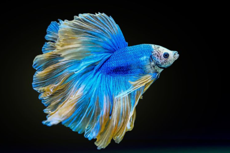 20 Jenis Ikan Hias Kecil Warna-Warni dan Tips Merawatnya