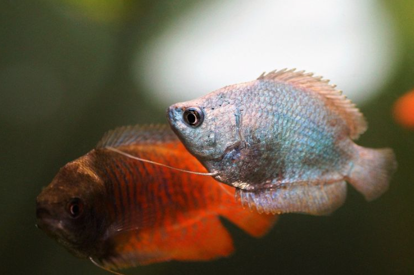 20 Jenis Ikan Hias Kecil Warna-Warni dan Tips Merawatnya