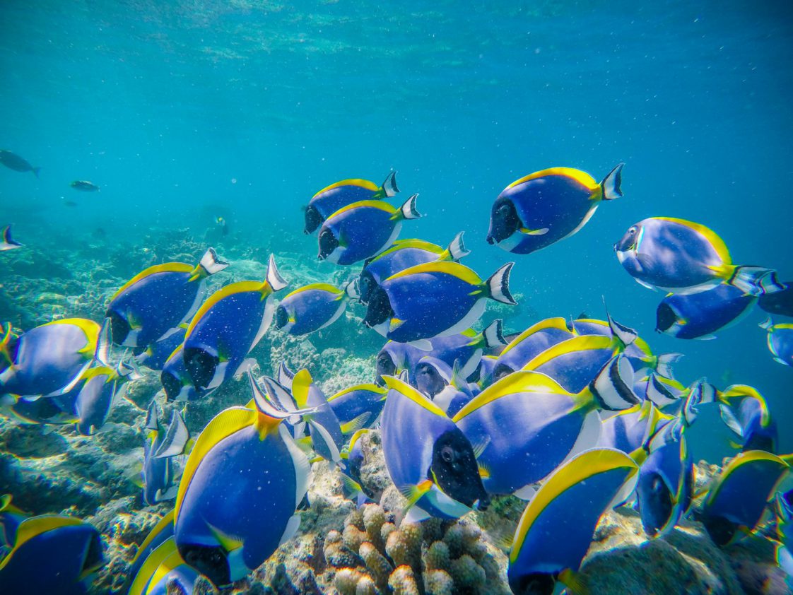 Ikan Nemo Biru yang Ramai Dicari, Memang Ada? Ini Jawabannya!