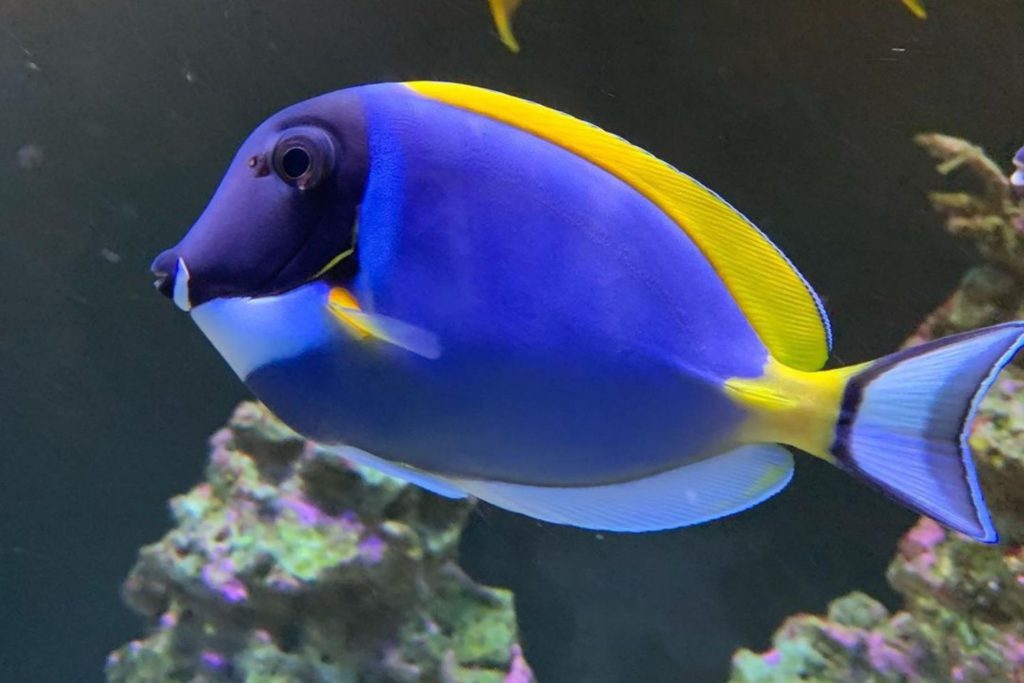 Ikan Nemo Biru yang Ramai Dicari, Memang Ada? Ini Jawabannya!