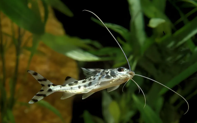 6 Rekomendasi Ikan Lele Hias untuk Hiasan Akuarium