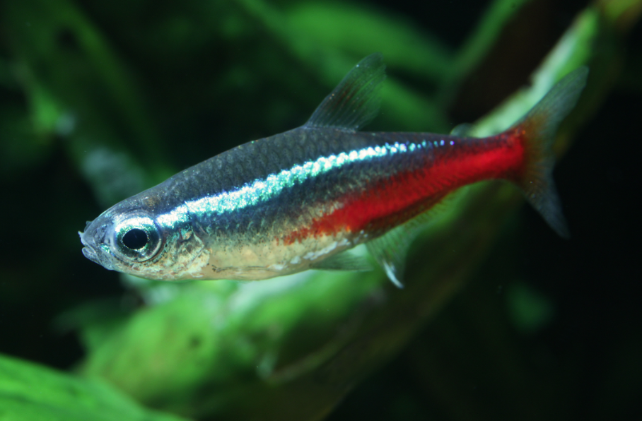 7 Rekomendasi Ikan Hias Kecil Air Tawar! - Gramedia.com