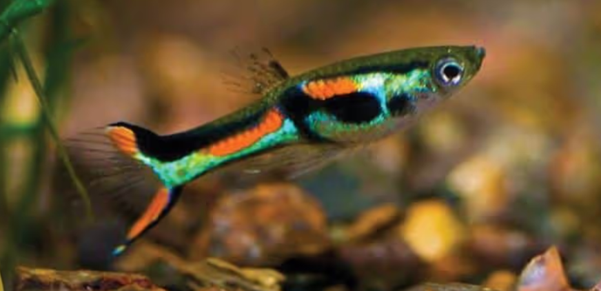 7 Rekomendasi Ikan Hias Kecil Air Tawar! - Gramedia.com