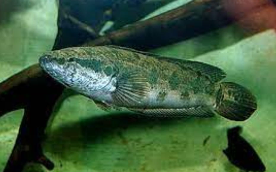 7 Jenis Ikan Gabus Hias yang Cocok di Aquarium - Gramedia