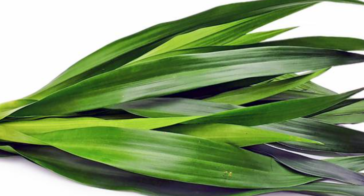 Daun Suji: Asal-Usul, Manfaat, hingga Penggunaannya!