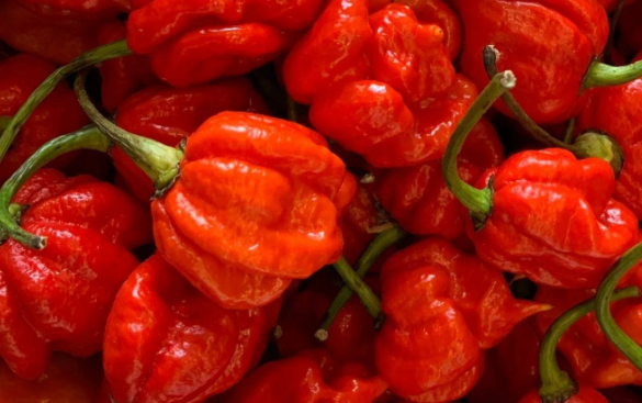 Daftar Cabe Terpedas di Dunia, Pernah Coba yang Mana?