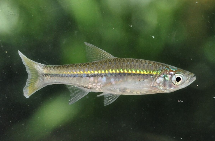 7 Umpan Ikan Wader yang Paling Ampuh!