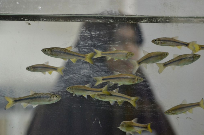 7 Umpan Ikan Wader yang Paling Ampuh!