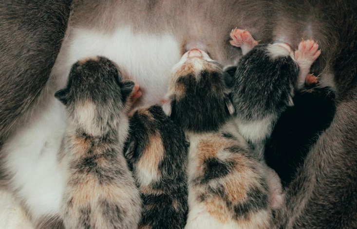 Ciri-ciri Kucing Stres Setelah Melahirkan dan Cara Mengatasinya!