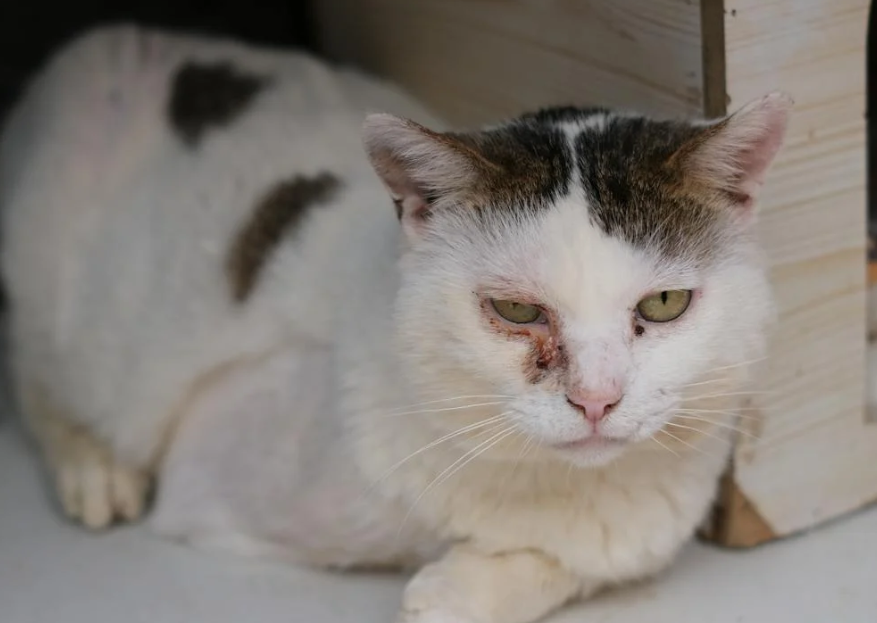 Jenis Kutu Kucing: Ciri-ciri dan Cara Membasminya!