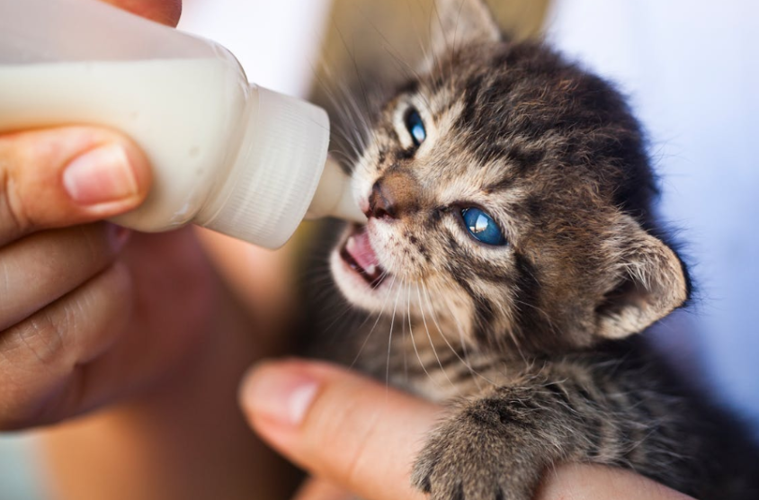 7 Cara Merawat Anak Kucing yang Baru Lahir agar Tidak Mati