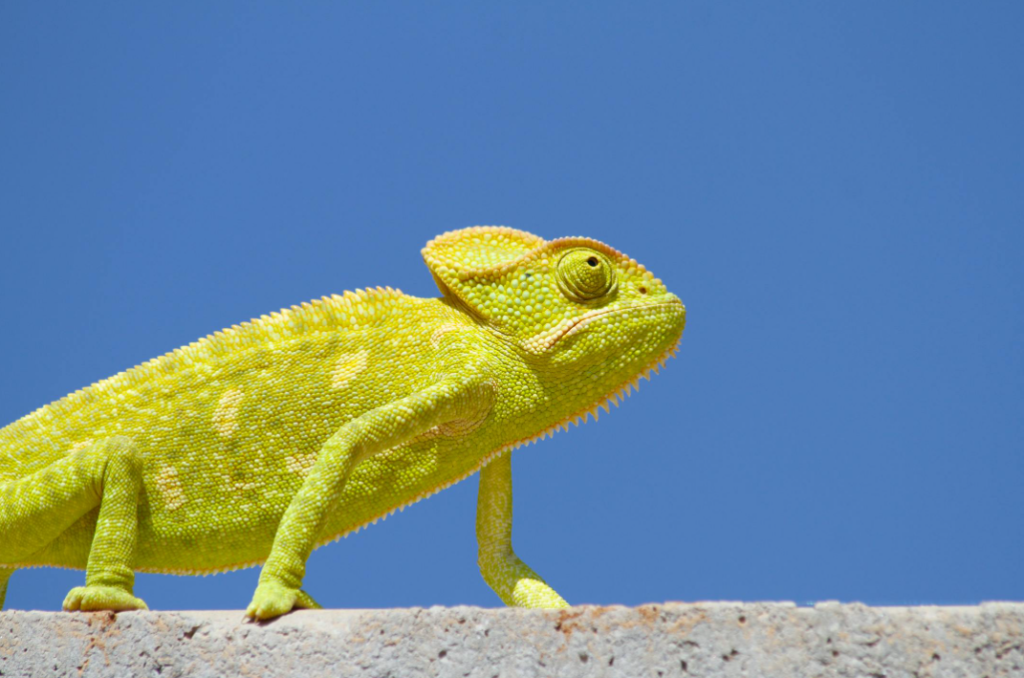 Makanan Bunglon: Jenis-jenis dan Cara Memberikannya!
