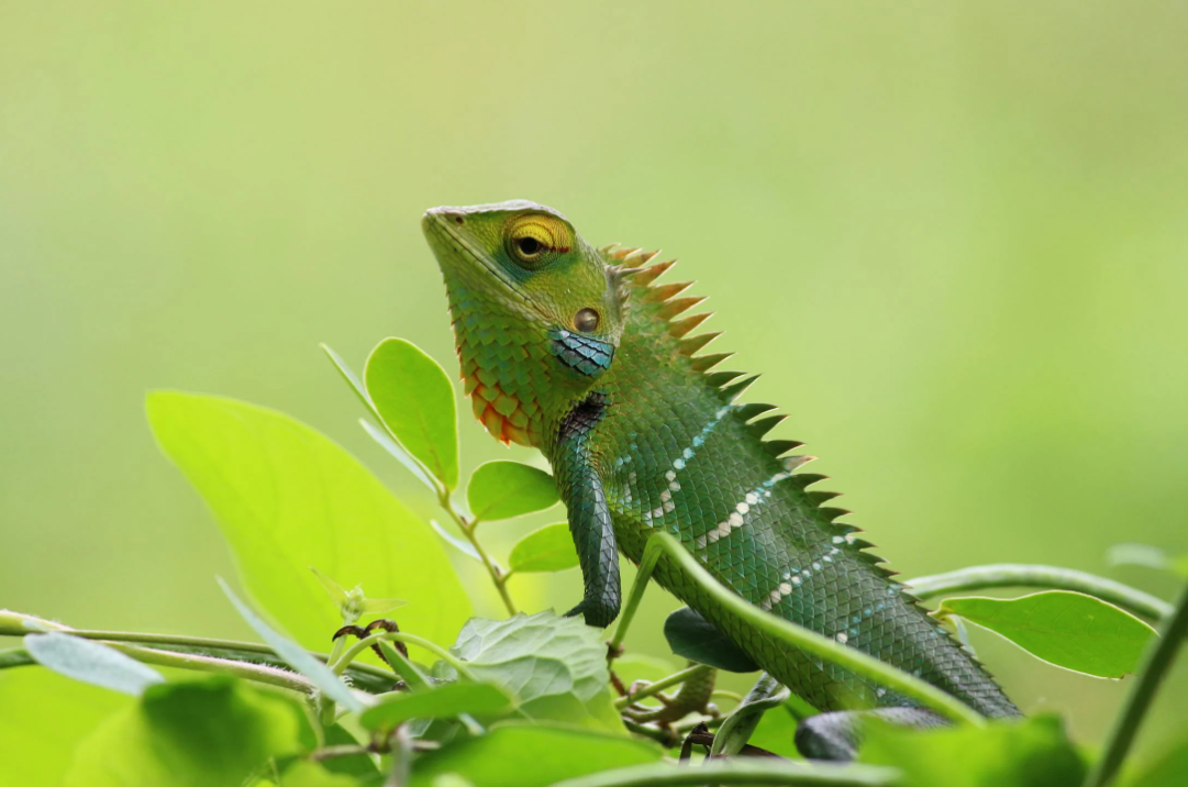 Makanan Bunglon: Jenis-jenis dan Cara Memberikannya!