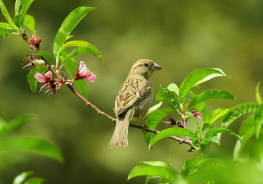 Nama-Nama Burung yang Bagus dan Hoki Beserta Artinya!