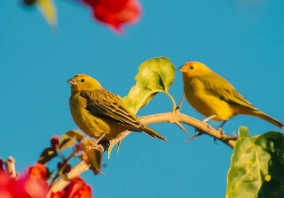 Pakan Burung Kenari: Jenis, Manfaat, dan Cara Memberikannya!