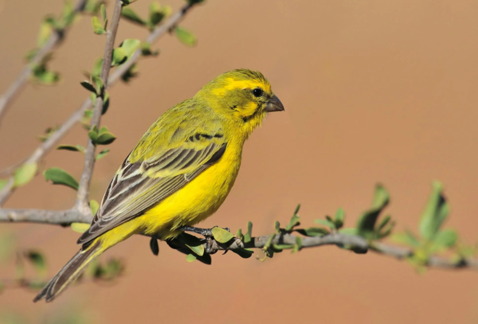 Pakan Burung Kenari: Jenis, Manfaat, dan Cara Memberikannya!