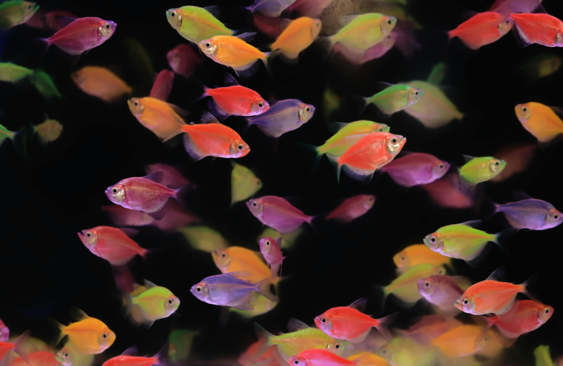 Ikan Glofish, Si Glowing yang Cantik dan Menyala dalam Kegelapan!