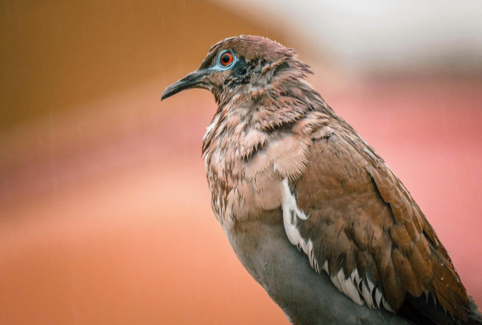 Jenis Perkutut Termahal: Karakteristik, Ciri Fisik dan Harganya!
