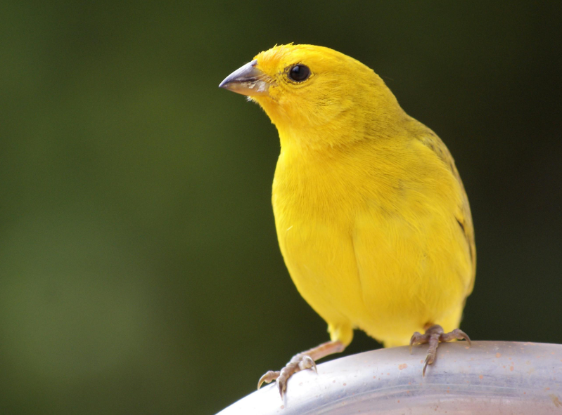 Jenis Burung Kenari Dan Ciri Cirinya