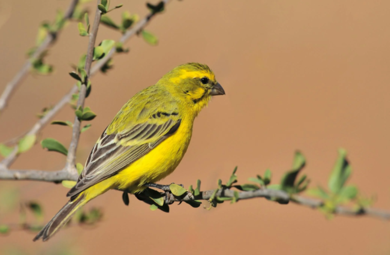 Warna Burung Kenari Termahal: Karakteristik dan Ciri Fisiknya!