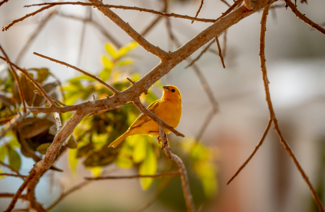 Warna Burung Kenari Termahal: Karakteristik dan Ciri Fisiknya!