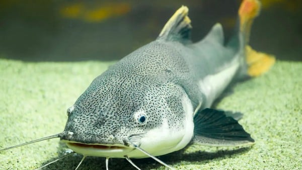 Umpan Lele Paling Jitu: Tips dan Trik untuk Hasil Maksimal